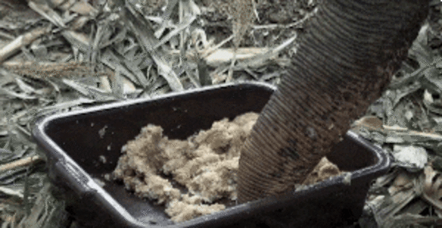 Photos Show A Rescued Elephant Totally Transformed By Love - The Dodo