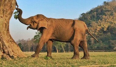 Photos Show A Rescued Elephant Totally Transformed By Love - The Dodo
