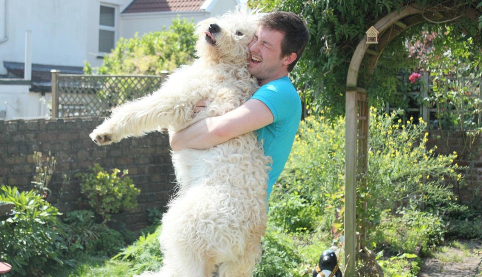 21 Ways Our Dogs Steal Our Hearts All Year Long - The Dodo