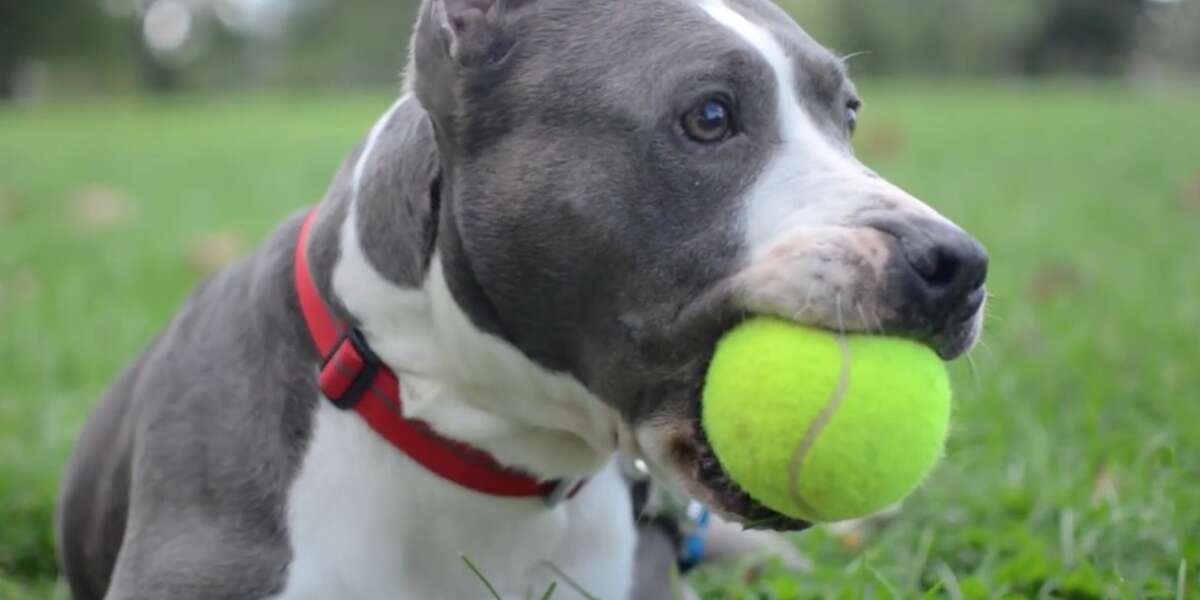 Rescued Pit Bull Becomes A Therapy Dog - The Dodo