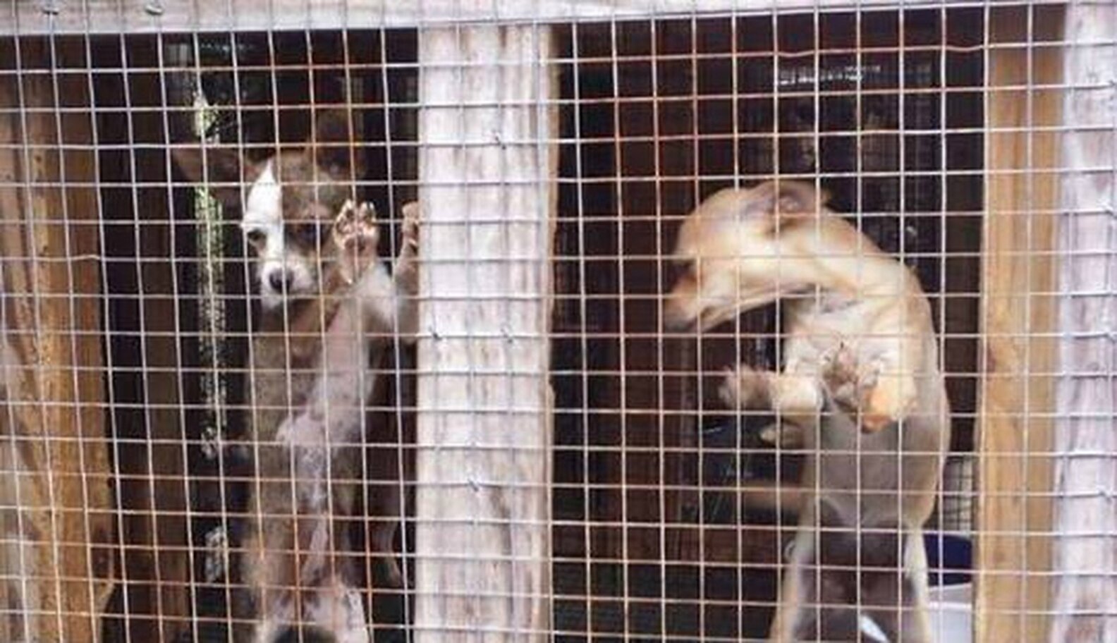 Rescued From Horrific Puppy Mill, Dogs Touch The Ground For First Time ...