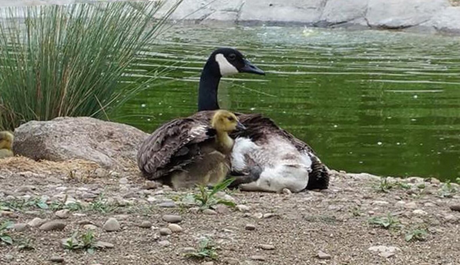 Goose Who Lost All Her Eggs In Fire Comforts Little Goslings Missing ...