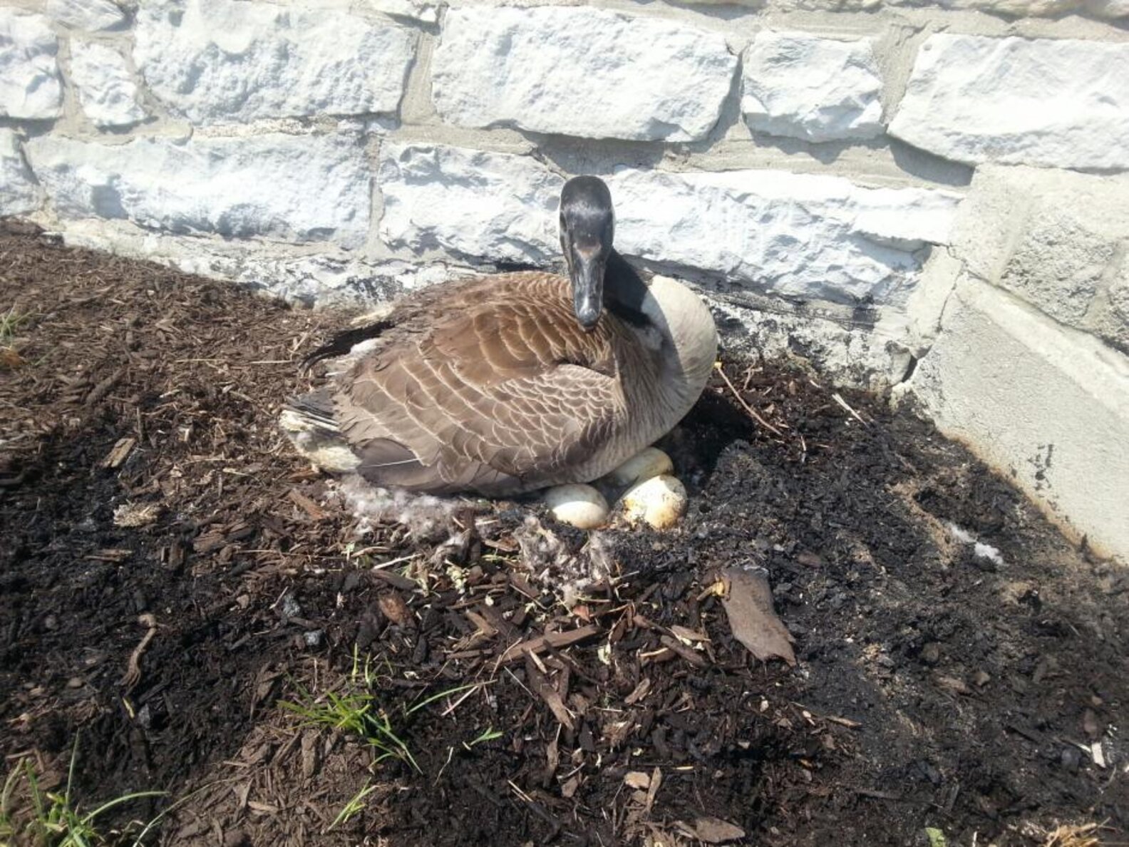 Goose Who Lost All Her Eggs In Fire Comforts Little Goslings Missing ...