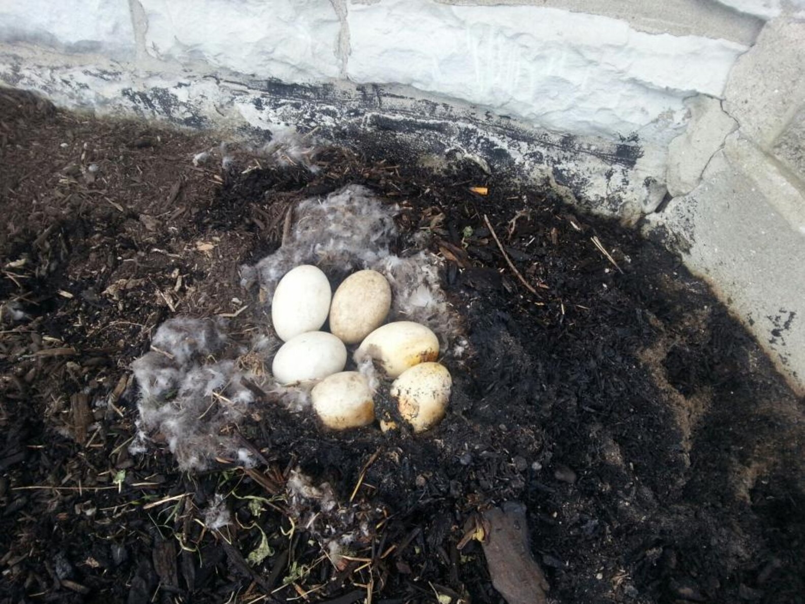 Goose Who Lost All Her Eggs In Fire Comforts Little Goslings Missing ...