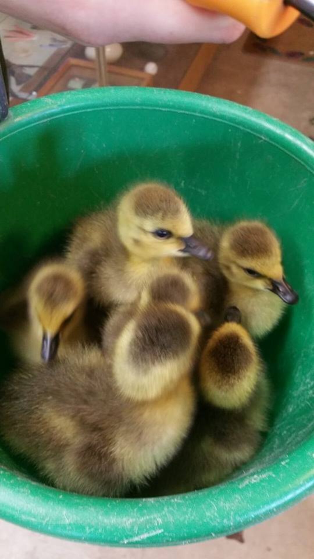 Goose Who Lost All Her Eggs In Fire Comforts Little Goslings Missing ...