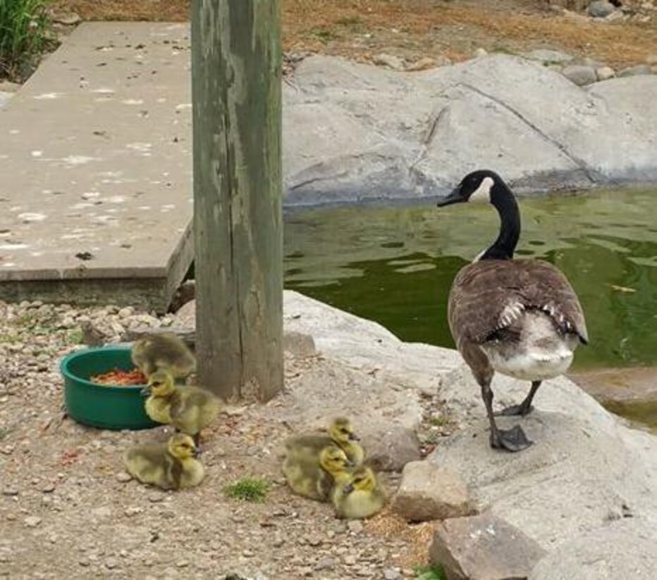 Goose Who Lost All Her Eggs In Fire Comforts Little Goslings Missing ...