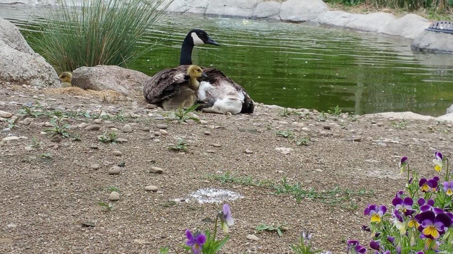 Goose Who Lost All Her Eggs In Fire Comforts Little Goslings Missing ...