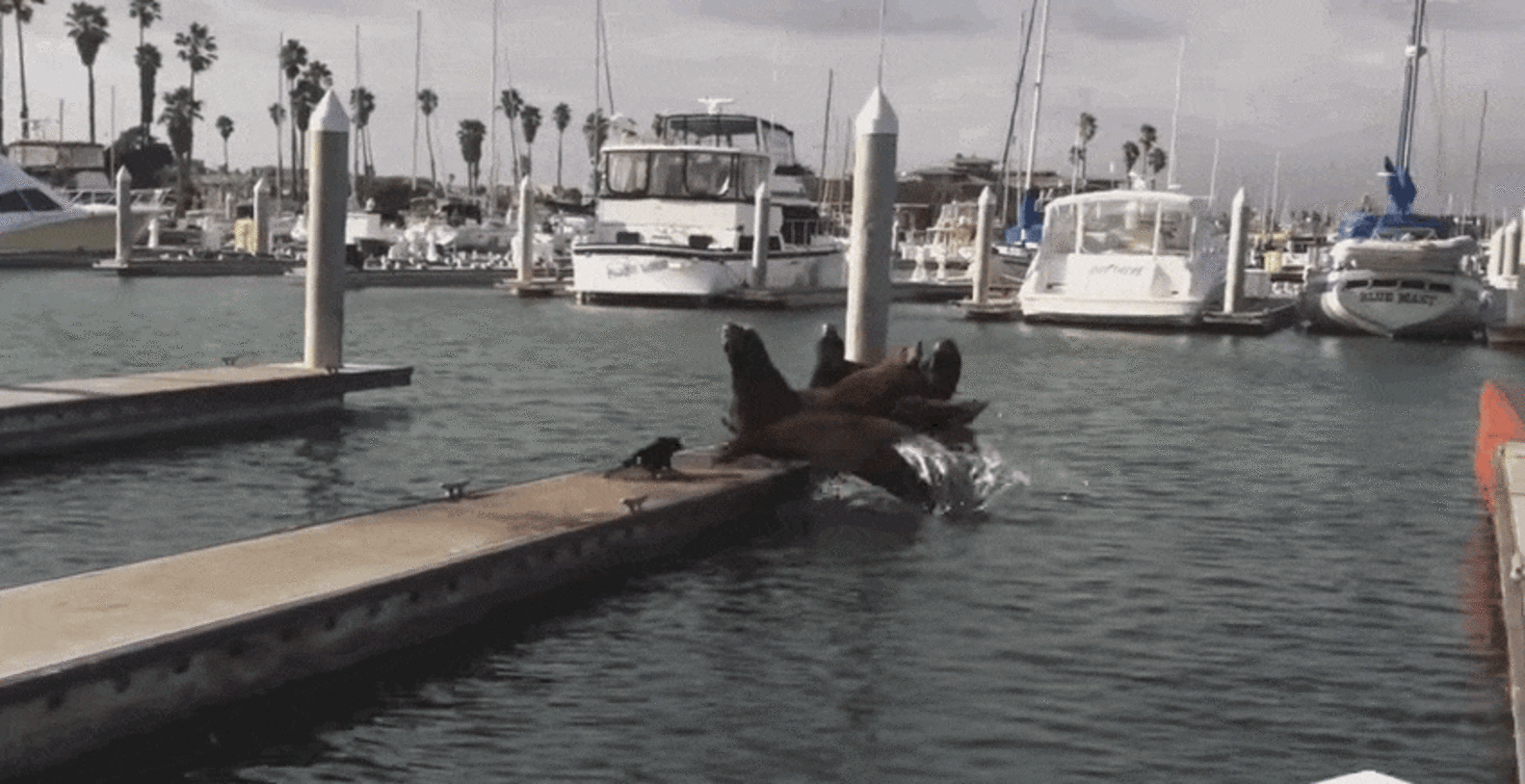 Dog Acquires New Dock, Evicts Former Tenants - The Dodo