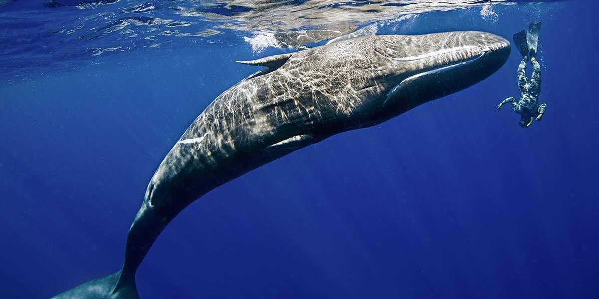 Remarkable Video Shows Whale Dancing Alongside Her Diver Friend - The Dodo