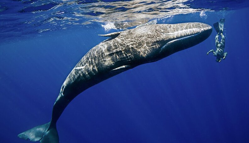 Remarkable Video Shows Whale Dancing Alongside Her Diver Friend - The Dodo