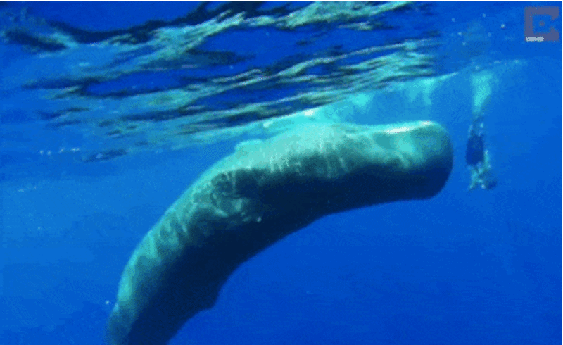 Remarkable Video Shows Whale Dancing Alongside Her Diver Friend - The Dodo