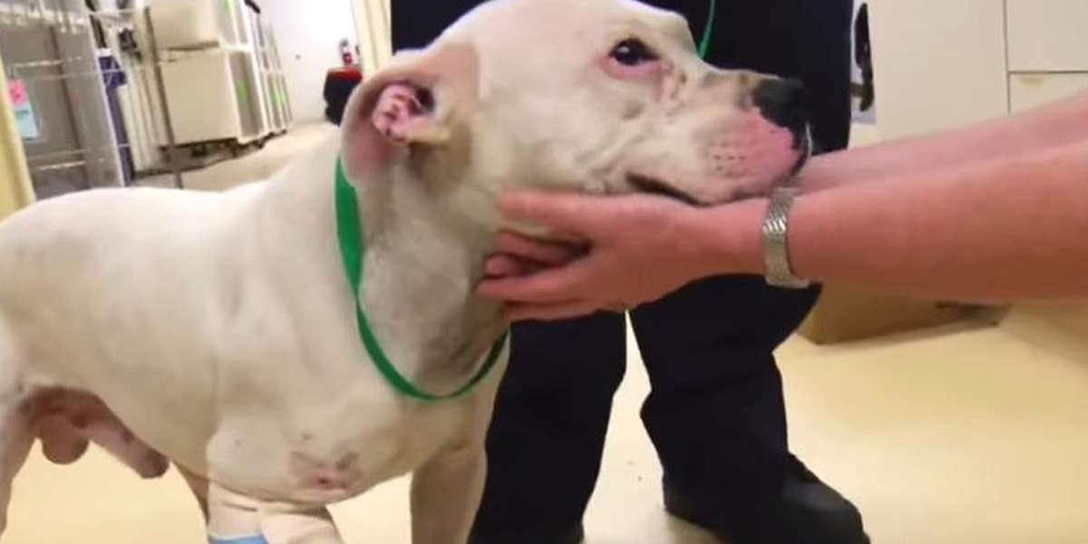Innocent Pit Bull Shot After Being Mistaken For Lion - The Dodo