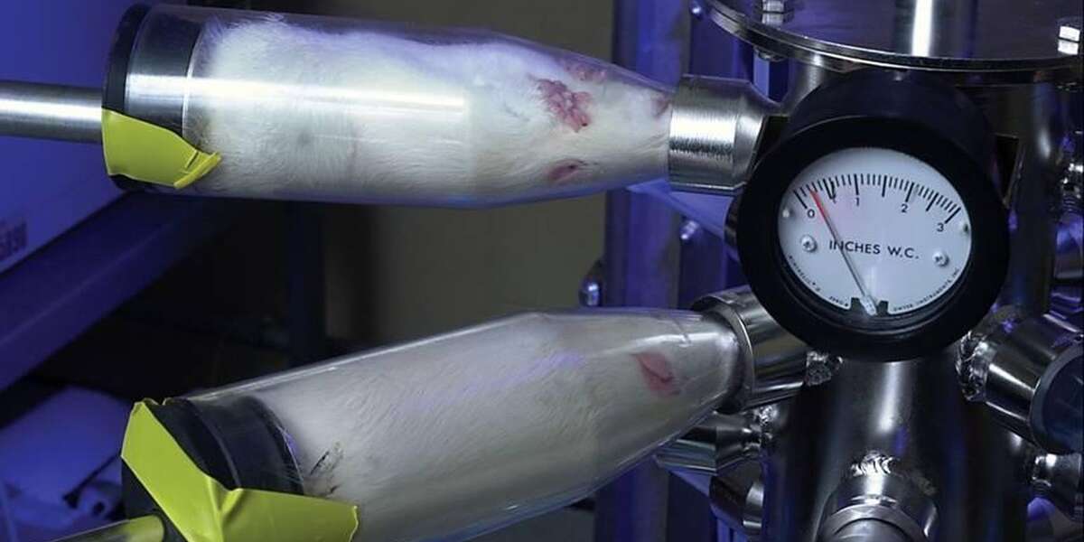 Yes, Those Are Live Animals In 'Inhalation Chambers' - The Dodo