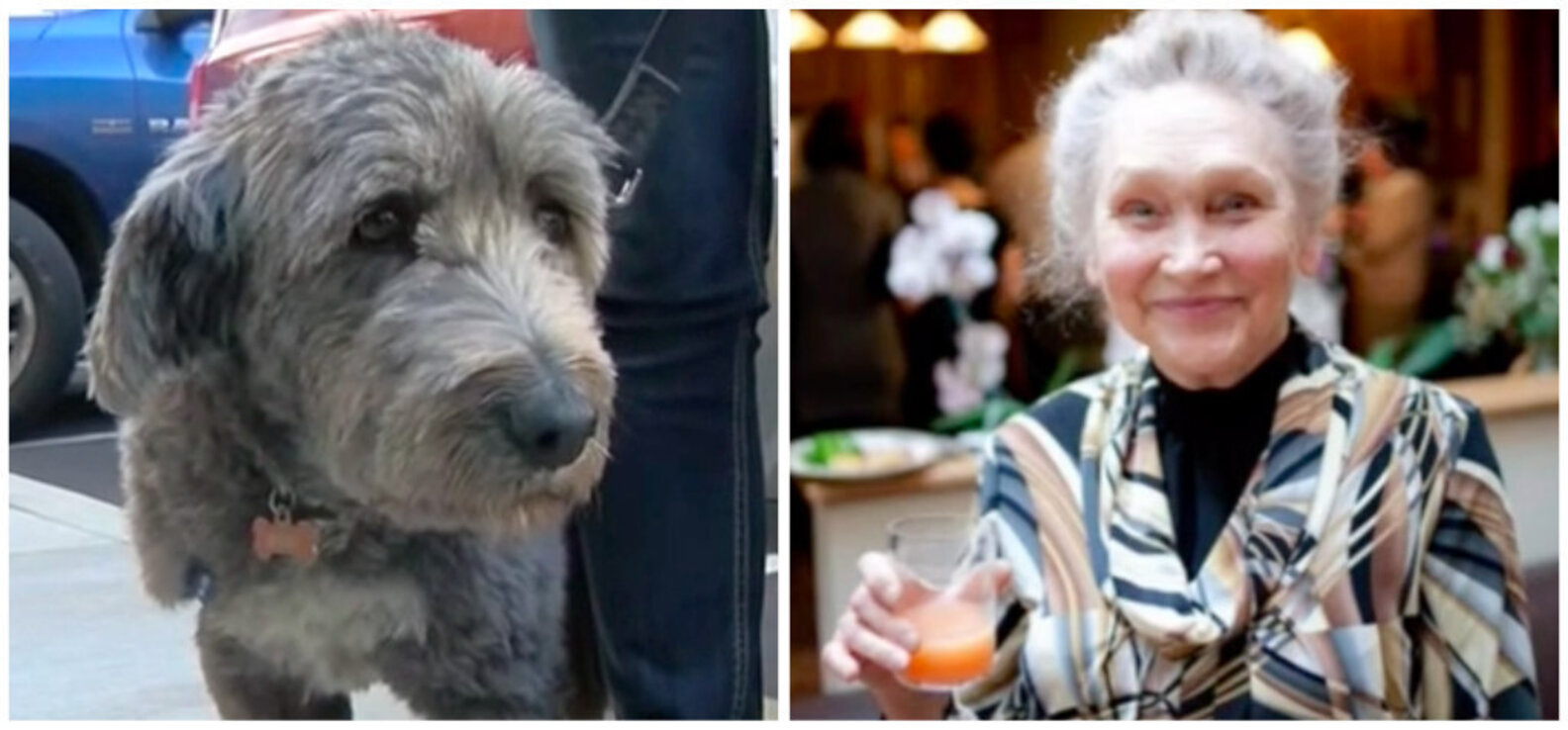 Dog Knows Exactly What To Do When Her 82-Year-Old Owner Gets Lost - The ...