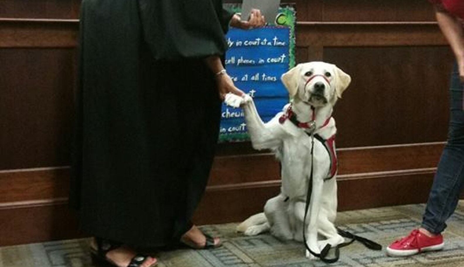 Dog Helps Scared Kids Testify In Court - The Dodo