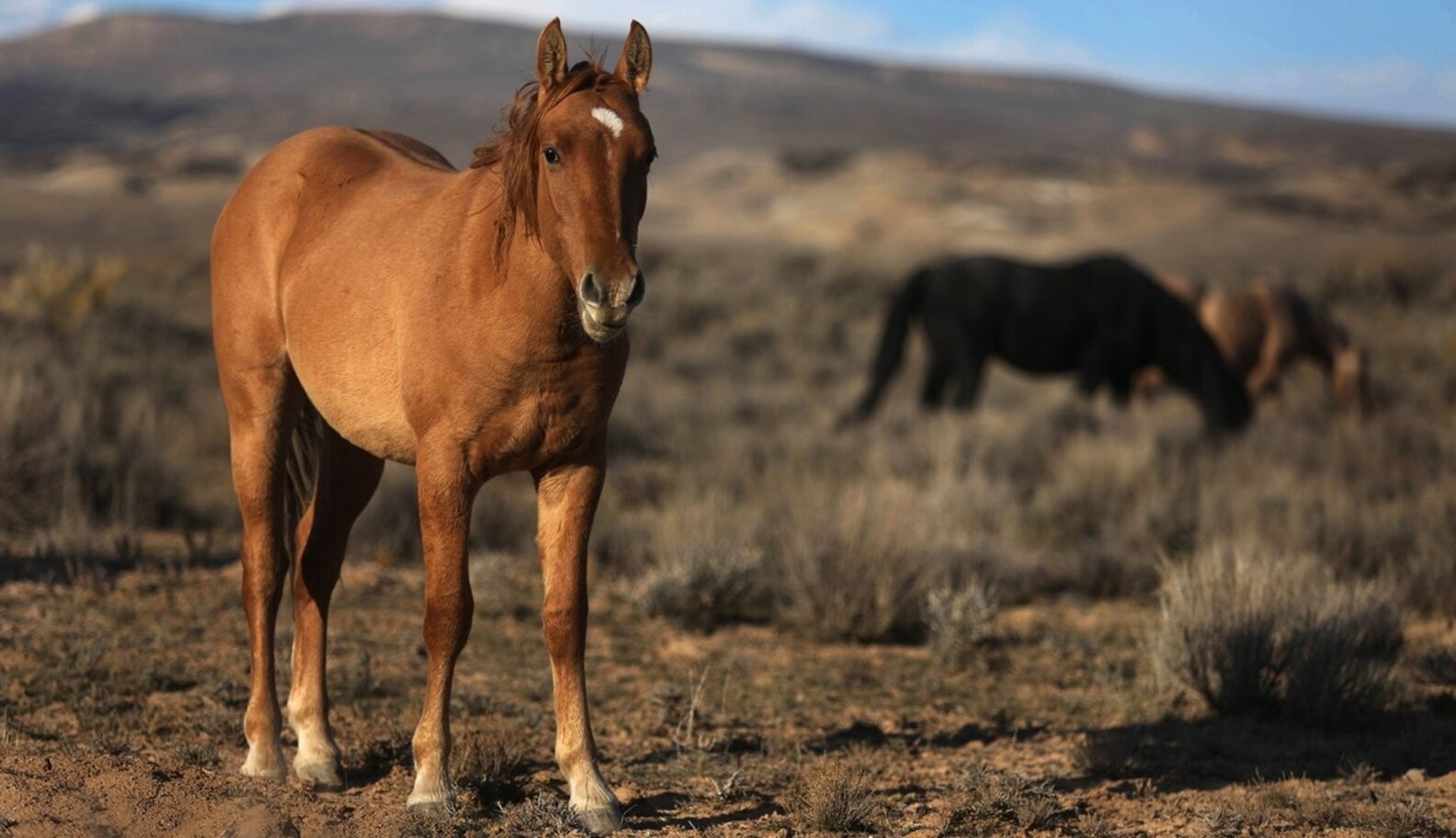 Horses Were Illegally Slaughtered And America Turned A Blind Eye - The Dodo