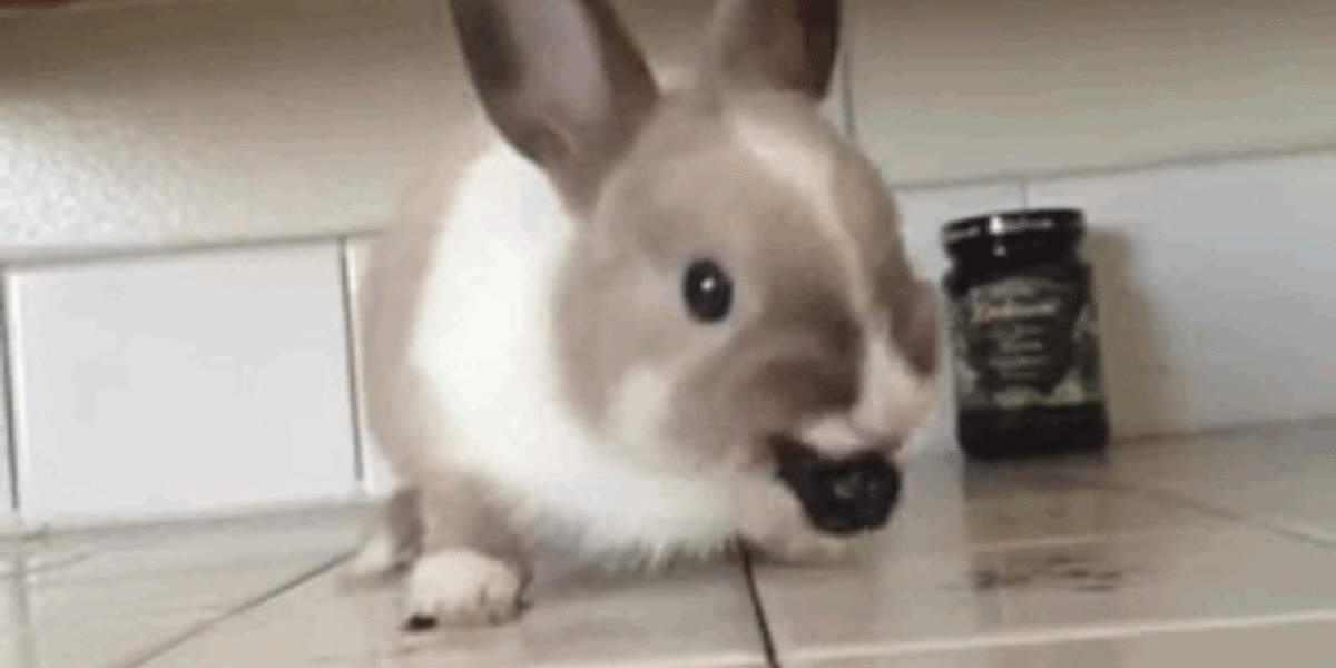 Raspberry-Eating Bunny Sets His Sights On Blackberries - The Dodo