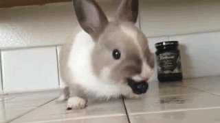 Raspberry-Eating Bunny Sets His Sights On Blackberries - The Dodo