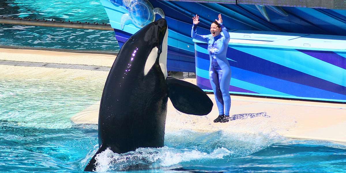 Ex-SeaWorld Employee: 'If You Speak Out Against It, You’re Fired' - The ...