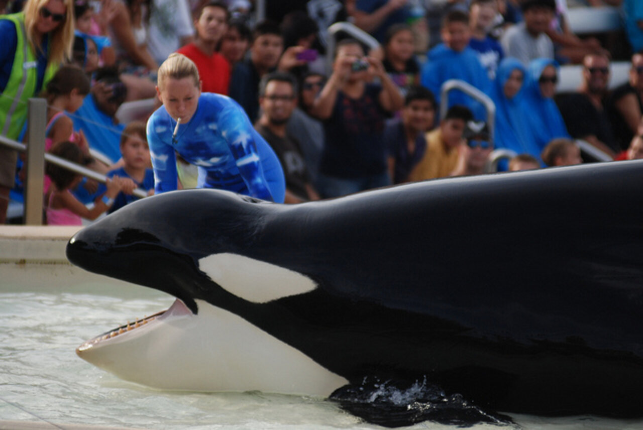 Ex-SeaWorld Employee: 'If You Speak Out Against It, You’re Fired' - The ...