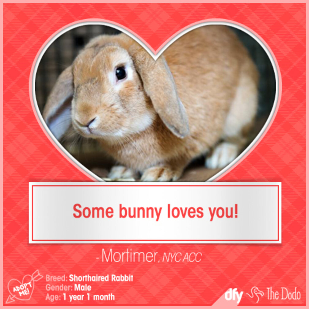 V-Day Love Letters From Pets Who'd Like To Join Your Forever Family ...