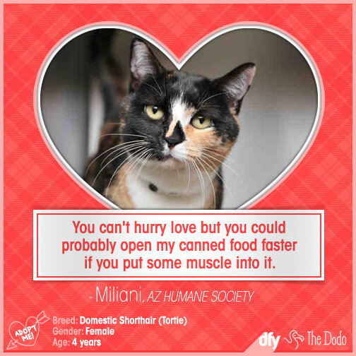 V-Day Love Letters From Pets Who'd Like To Join Your Forever Family ...