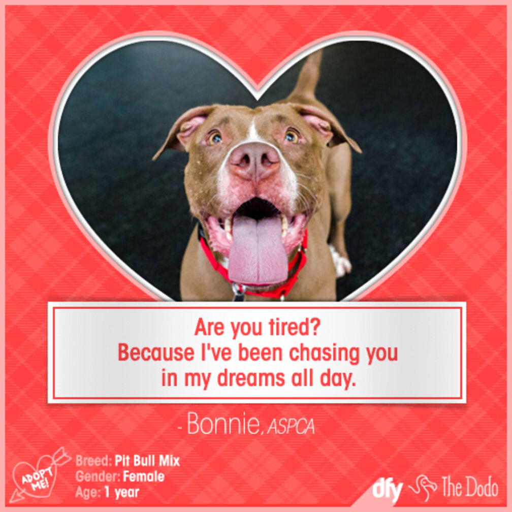 V-Day Love Letters From Pets Who'd Like To Join Your Forever Family ...