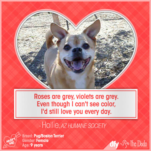V-Day Love Letters From Pets Who'd Like To Join Your Forever Family ...