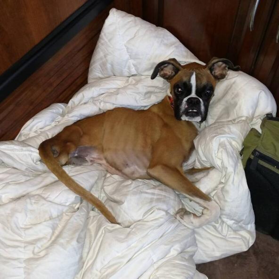 Rescue Dog Missing His Back Legs Refuses To Slow Down - The Dodo