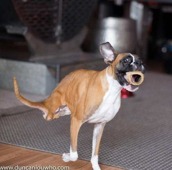 Do Dogs Have Two Legs