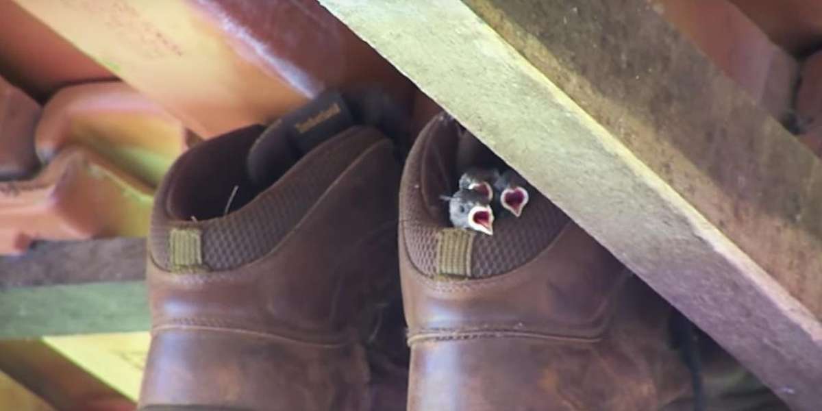 Birds Decide Man's Shoe Is The Perfect Place To Start A Family - The Dodo