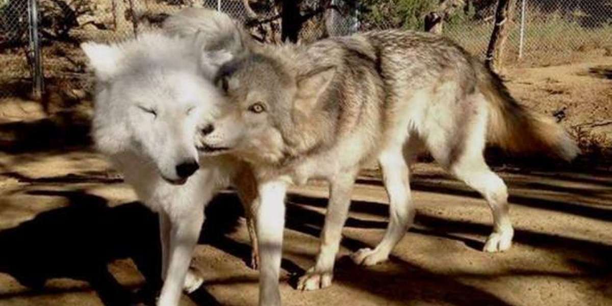 Stray 'Wolf' Found Wandering The Streets Alone Finds His Soul Mate ...