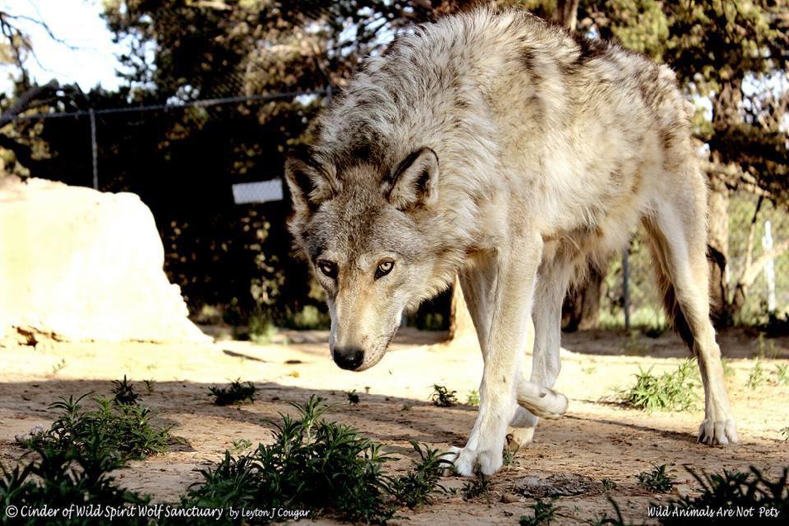 Stray 'Wolf' Found Wandering The Streets Alone Finds His Soul Mate ...