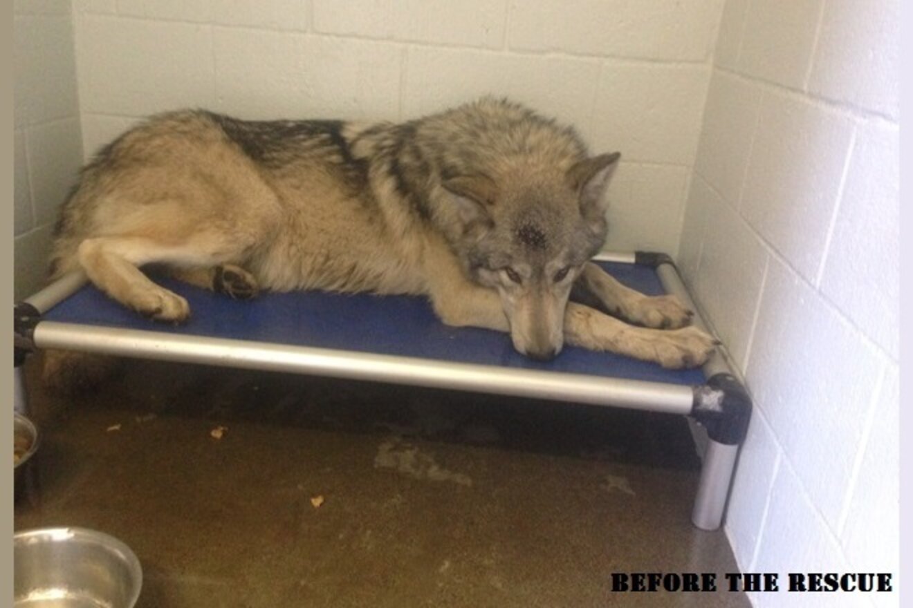 Stray 'Wolf' Found Wandering The Streets Alone Finds His Soul Mate ...