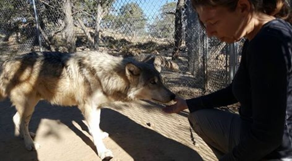 Stray 'Wolf' Found Wandering The Streets Alone Finds His Soul Mate ...