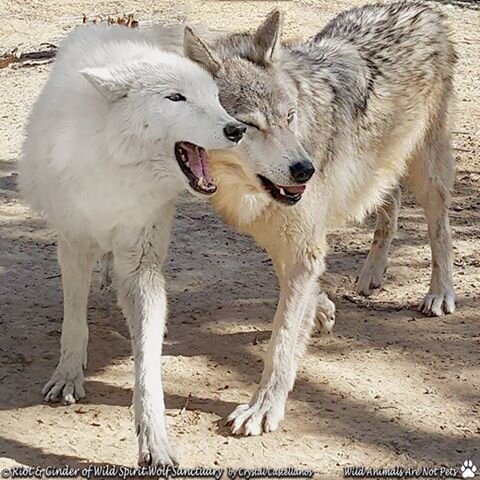 Stray 'Wolf' Found Wandering The Streets Alone Finds His Soul Mate ...