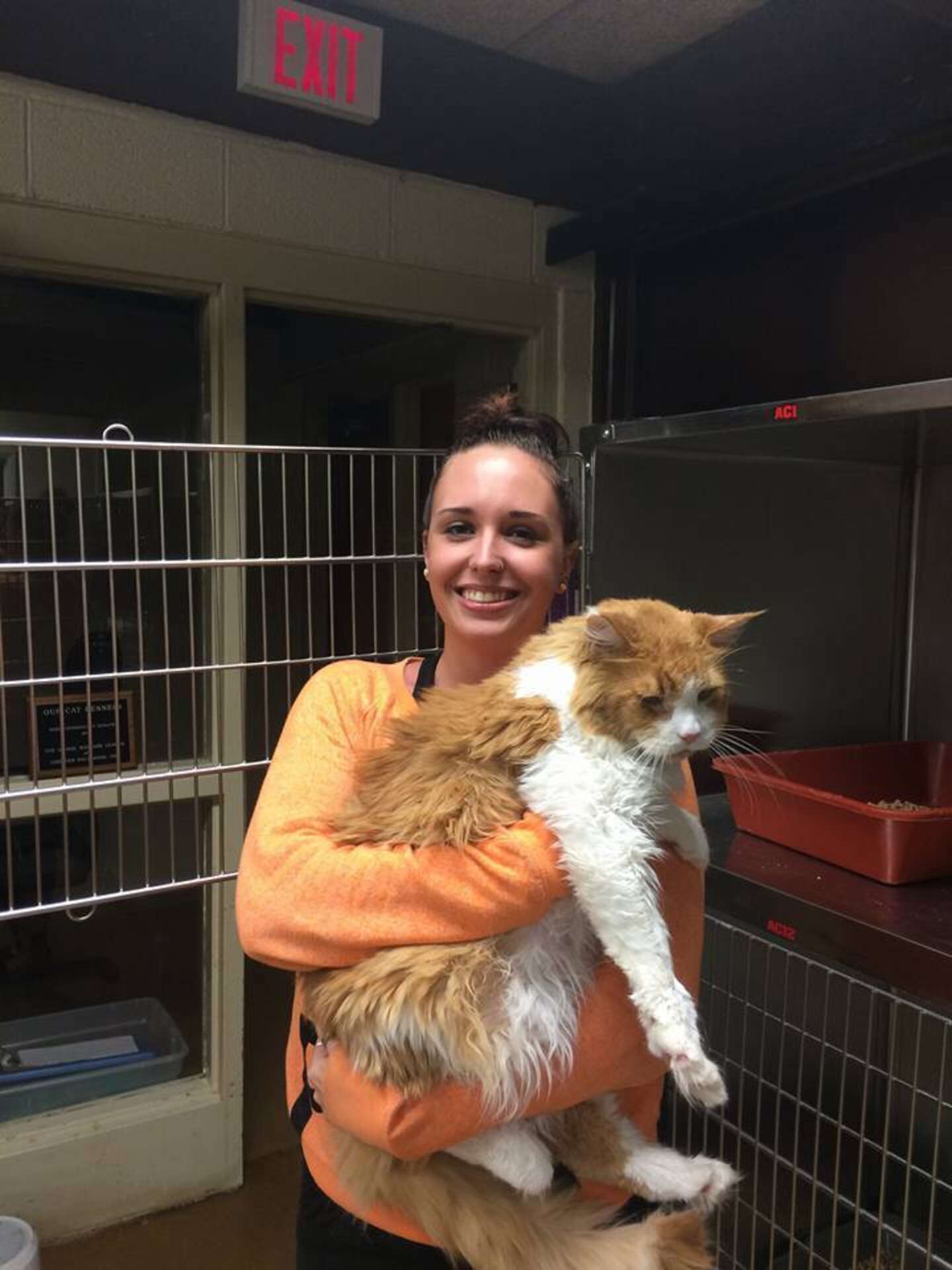 Giant Cat Left At Shelter Finds A New Home Within Hours - The Dodo