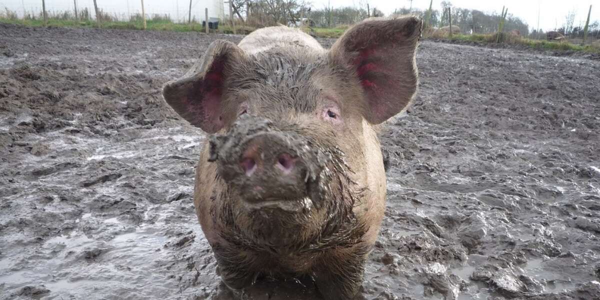 Watch A Group Of Muddy Pigs Roll Happily Down A Hil The Dodo