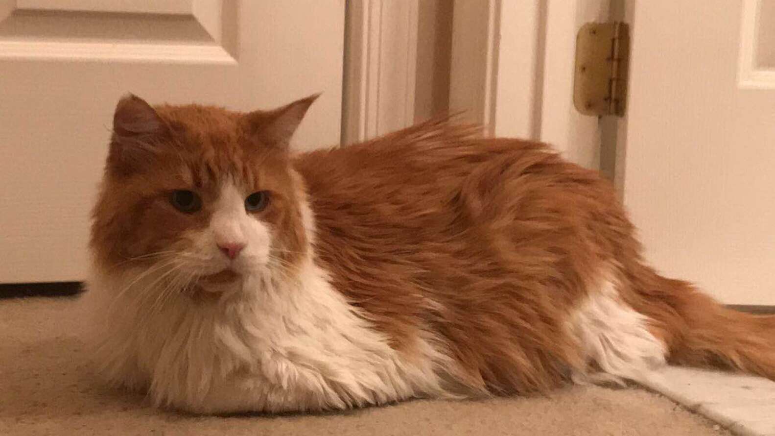 Giant Cat Left At Shelter Finds A New Home Within Hours - The Dodo