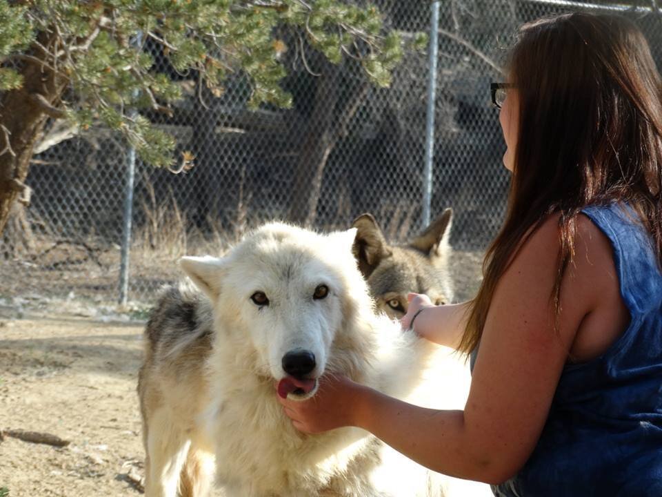 Stray 'Wolf' Found Wandering The Streets Alone Finds His Soul Mate ...
