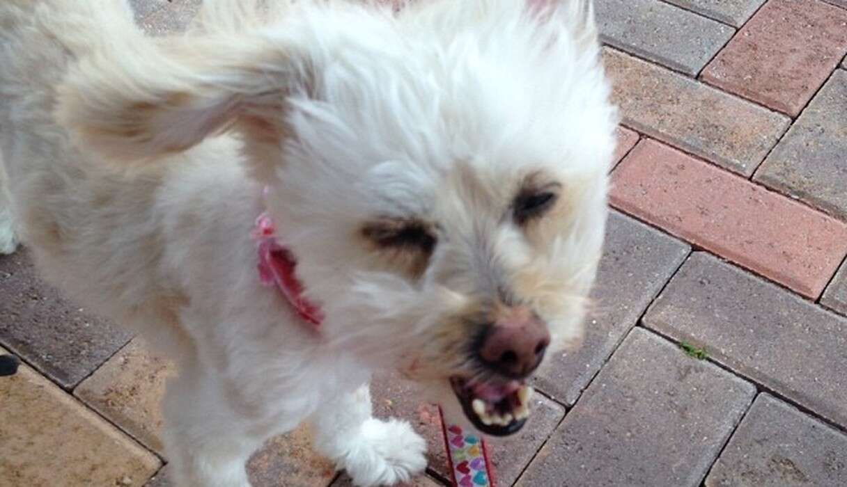 Why Do Dogs Like Wind In Their Face