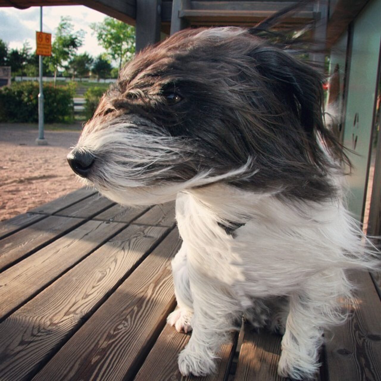 13 Dogs Who Have A Serious Case Of Wind-Face - The Dodo