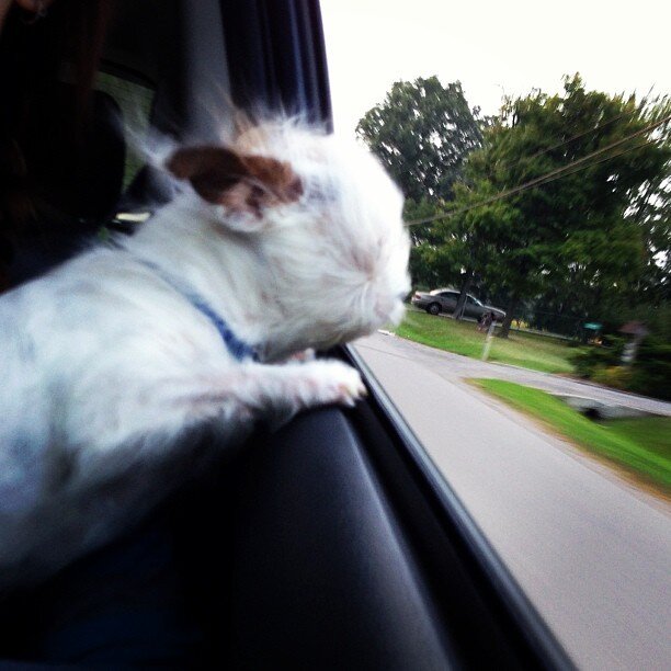 13 Dogs Who Have A Serious Case Of Wind-Face - The Dodo