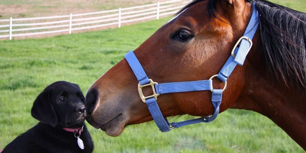 Vermont Celebrates Dog And Pony Relationship -- By Holding An Actual ...