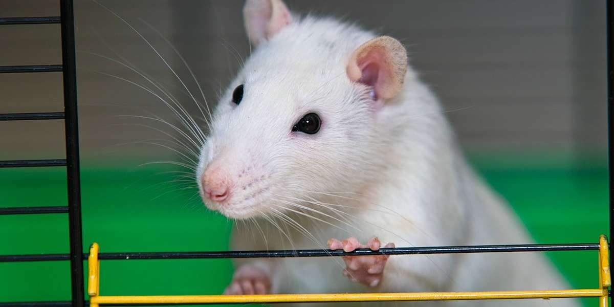 20 Talented Rats Who Would Like To Show Off Their Superior Smarts - The ...