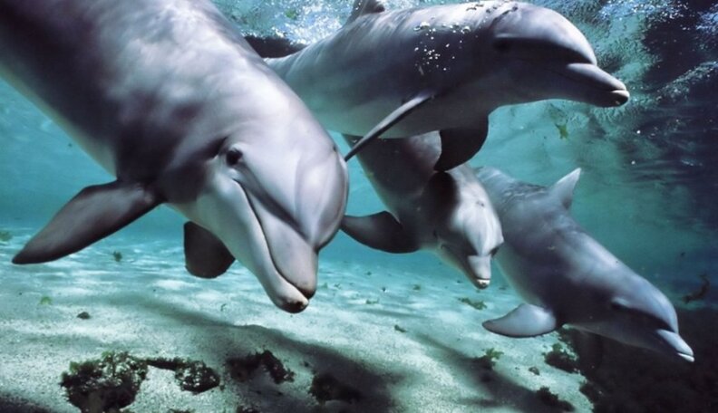 Why Everyone Should Care About Japan Dolphins Day - The Dodo