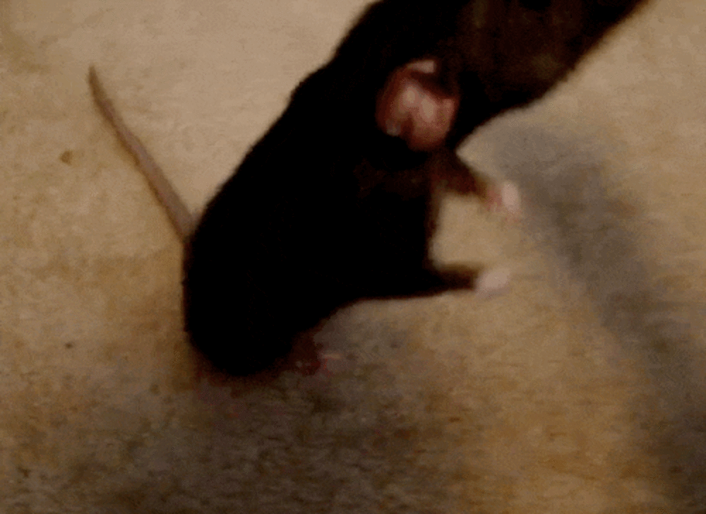20 Talented Rats Who Would Like To Show Off Their Superior Smarts - The ...