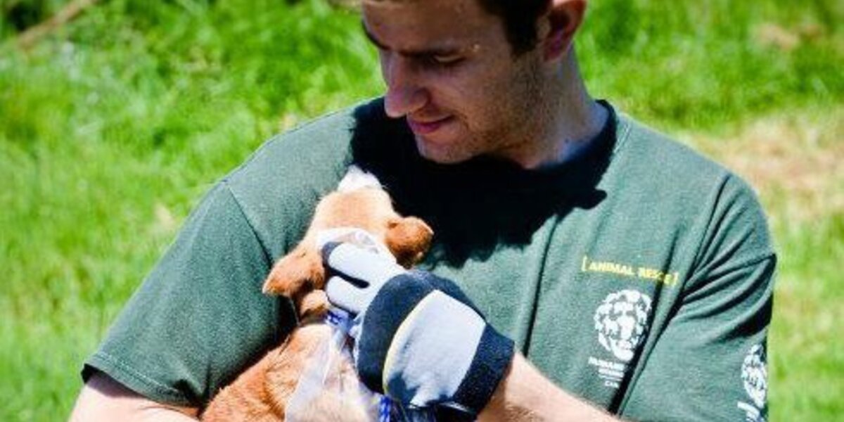 Gabriel Wildgen - The Dodo