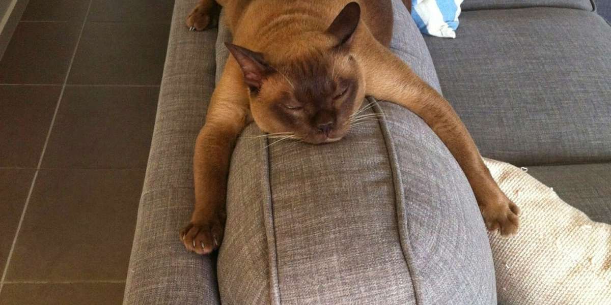 16 Pets Who Are Taking Laziness To A Whole New Level - The Dodo
