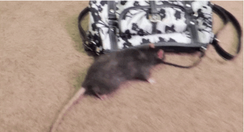 20 Talented Rats Who Would Like To Show Off Their Superior Smarts - The ...